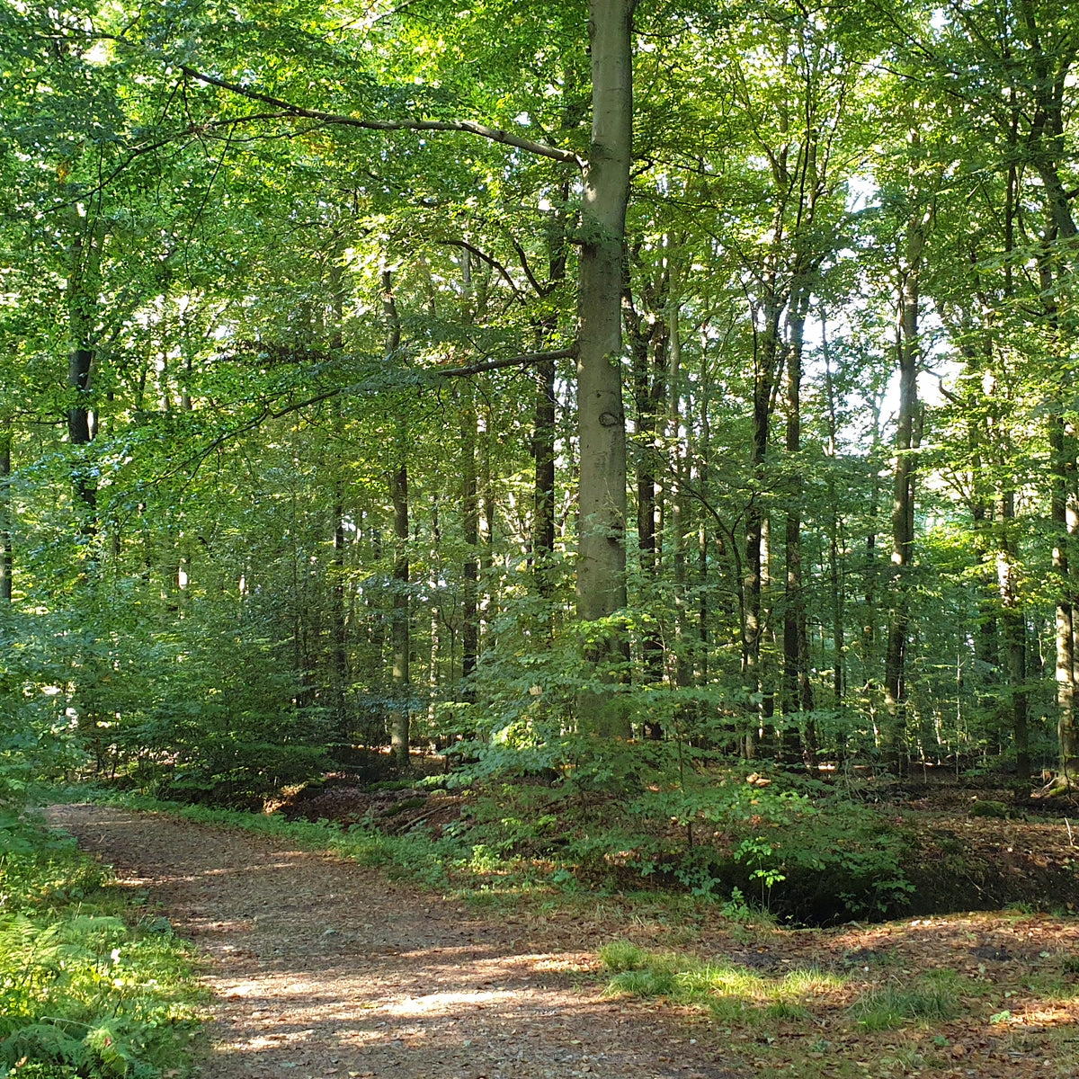 Gebietsheimische/autochthone Pflanzen (VKG 1-6) – Mitteldeutsche ...