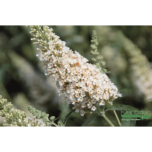 Buddleja 'Buzz Ivory' -R- (Sommerflieder 'Buzz Ivory' -R-) hier günstig ...