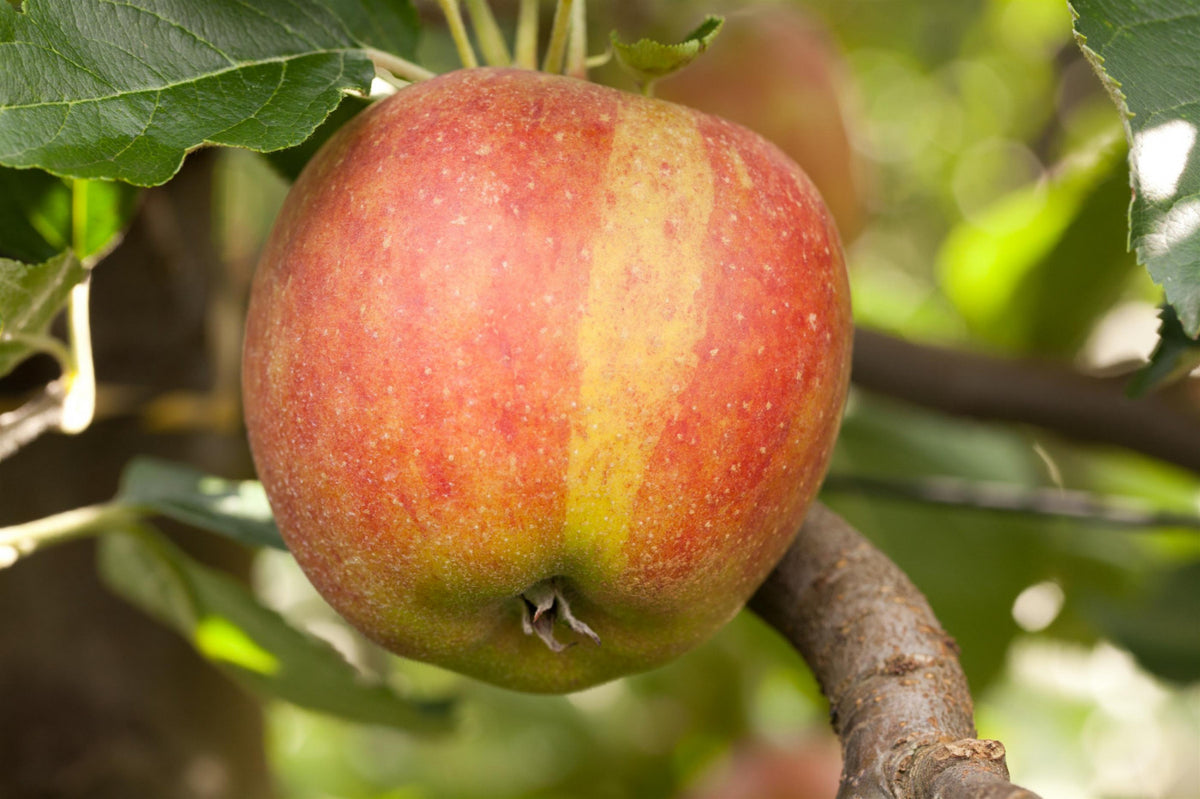 Malus 'Rubinette' -R- CAC (Apfel 'Rubinette' -R- mittel) hier günstig ...