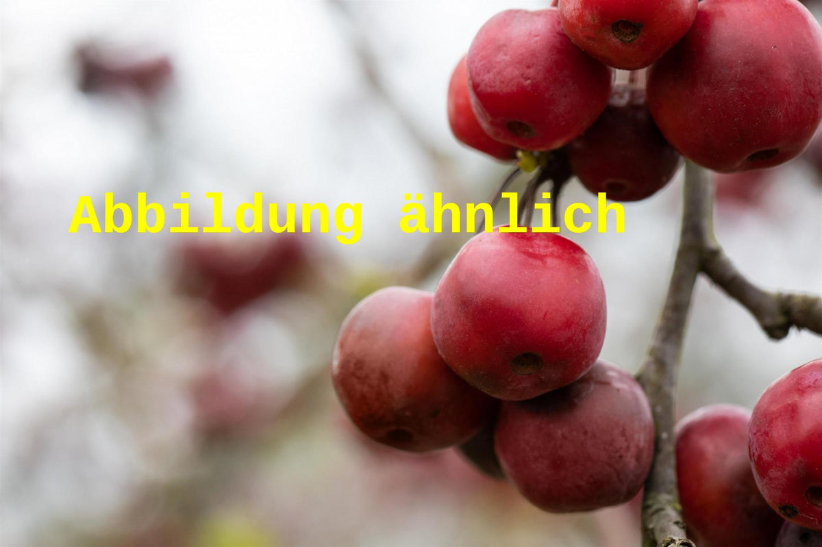 Malus 'Freija' -R- CAC (Zierapfel 'Freija' -R-) hier günstig kaufen ...