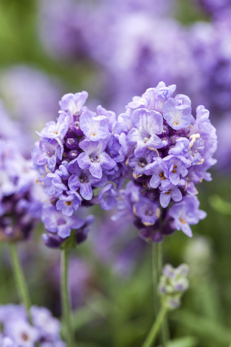 Lavandula angustifolia 'Essence Purple' (Lavendel) hier günstig kaufen ...