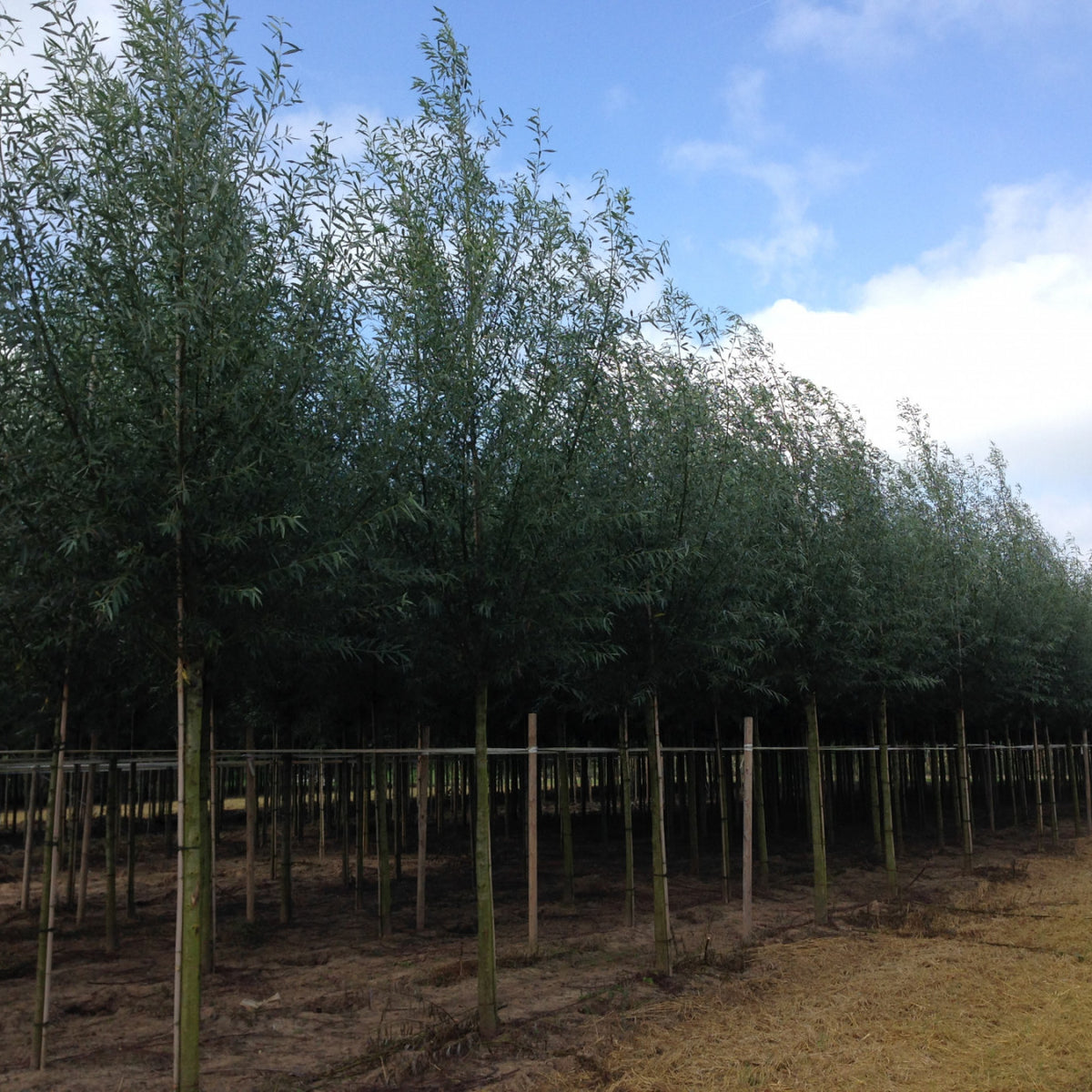 Salix alba (Silberweide) hier günstig kaufen – Mitteldeutsche-Baumschulen