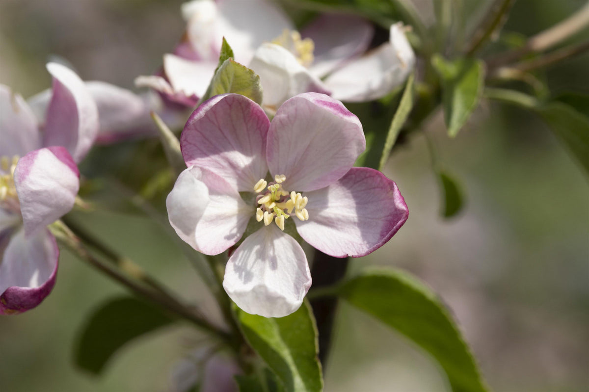 Malus 'Ingrid Marie' CAC (Apfel 'Ingrid Marie' mittel) hier günstig ...