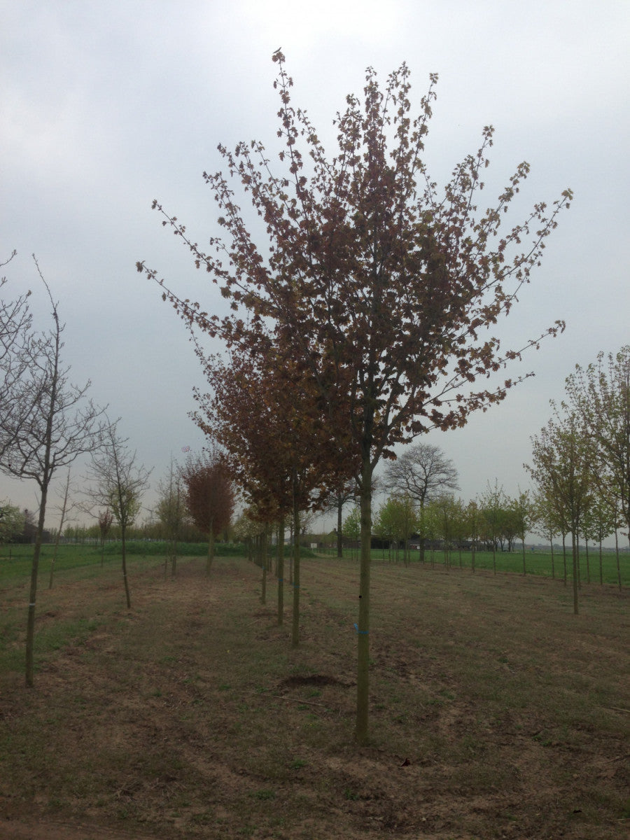 Acer platanoides 'Deborah' (Spitzahorn 'Deborah') hier günstig kaufen ...