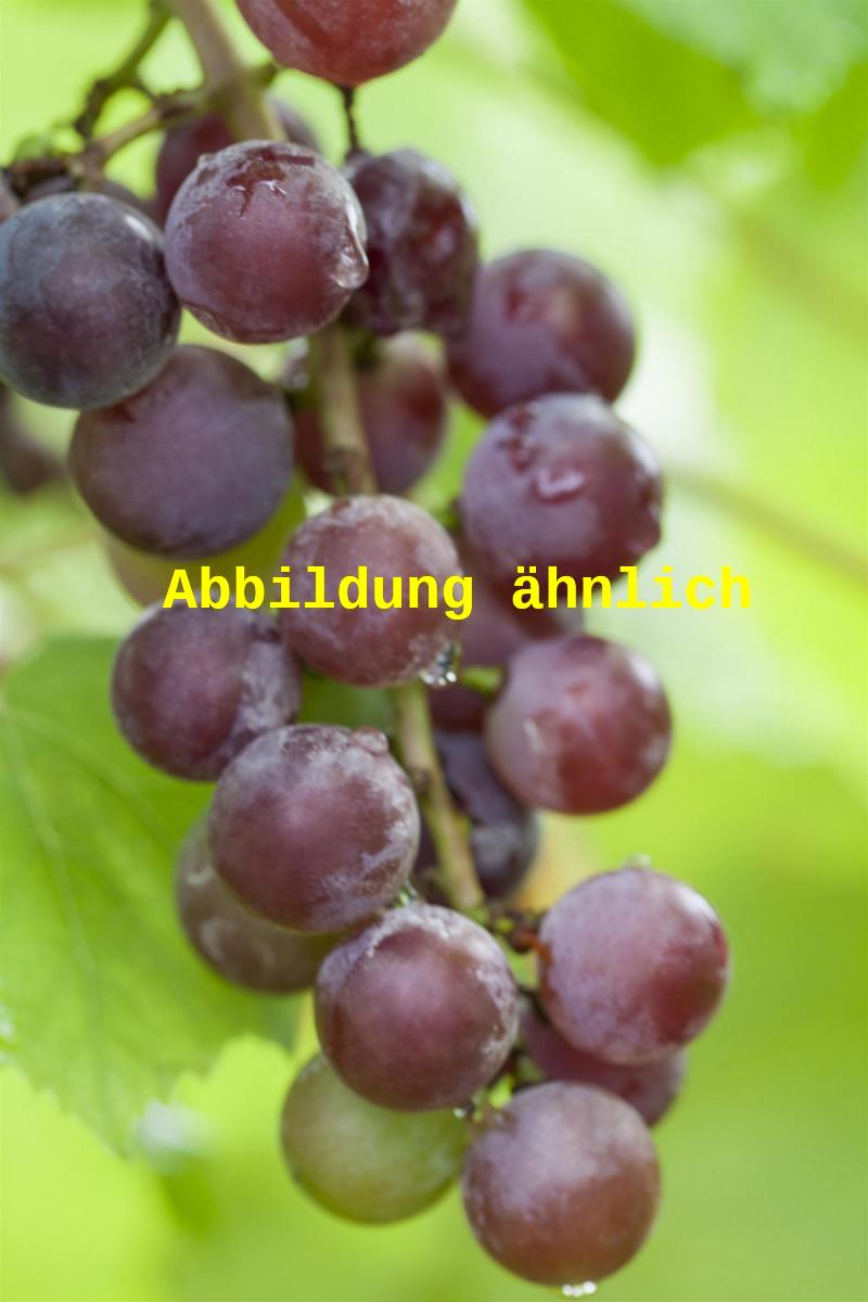 Vitis 'Leon Milot' II (Weintraube 'Leon Milot') hier günstig kaufen ...