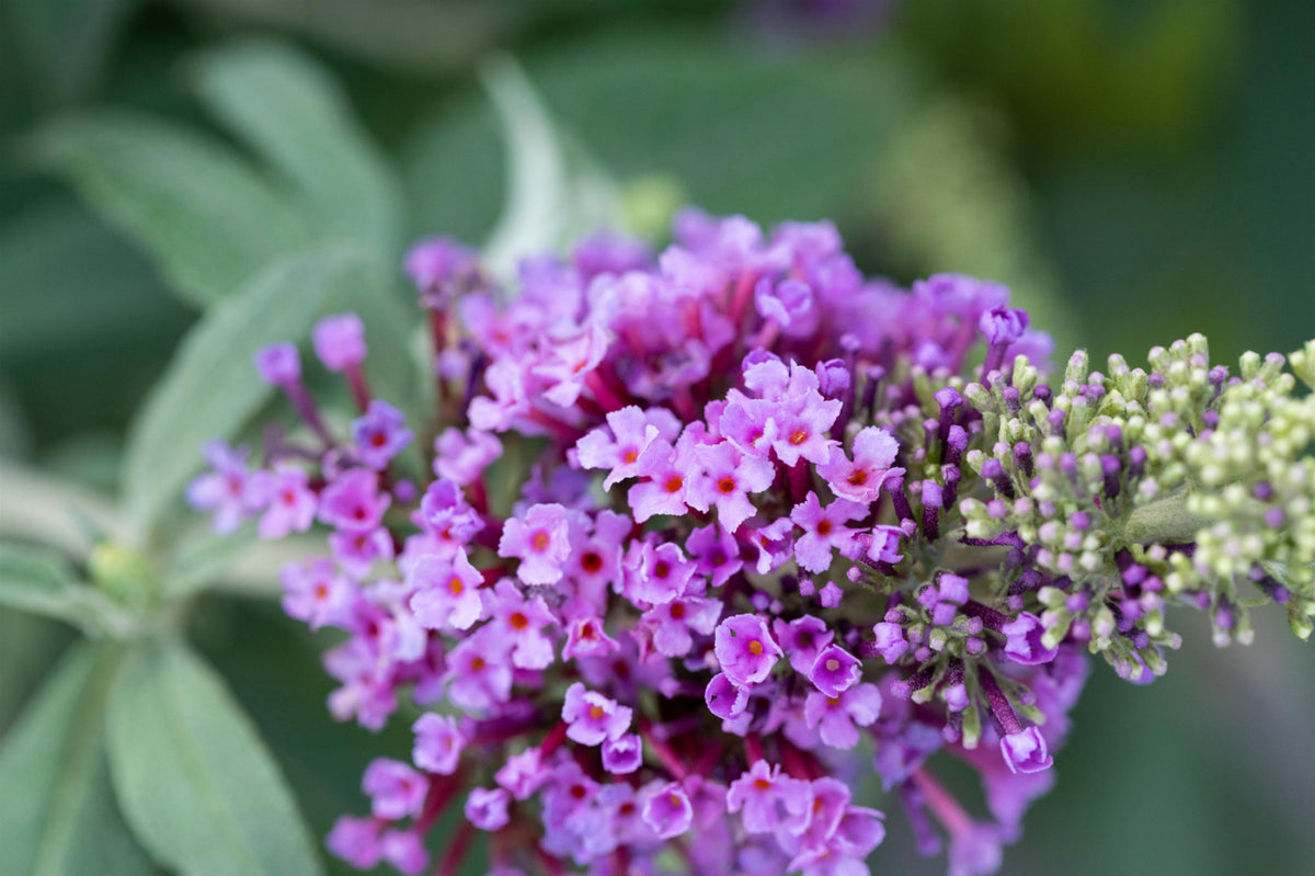 Buddleja 'Buzz Violet' -R- (Sommerflieder 'Buzz Violet' -R-) hier ...