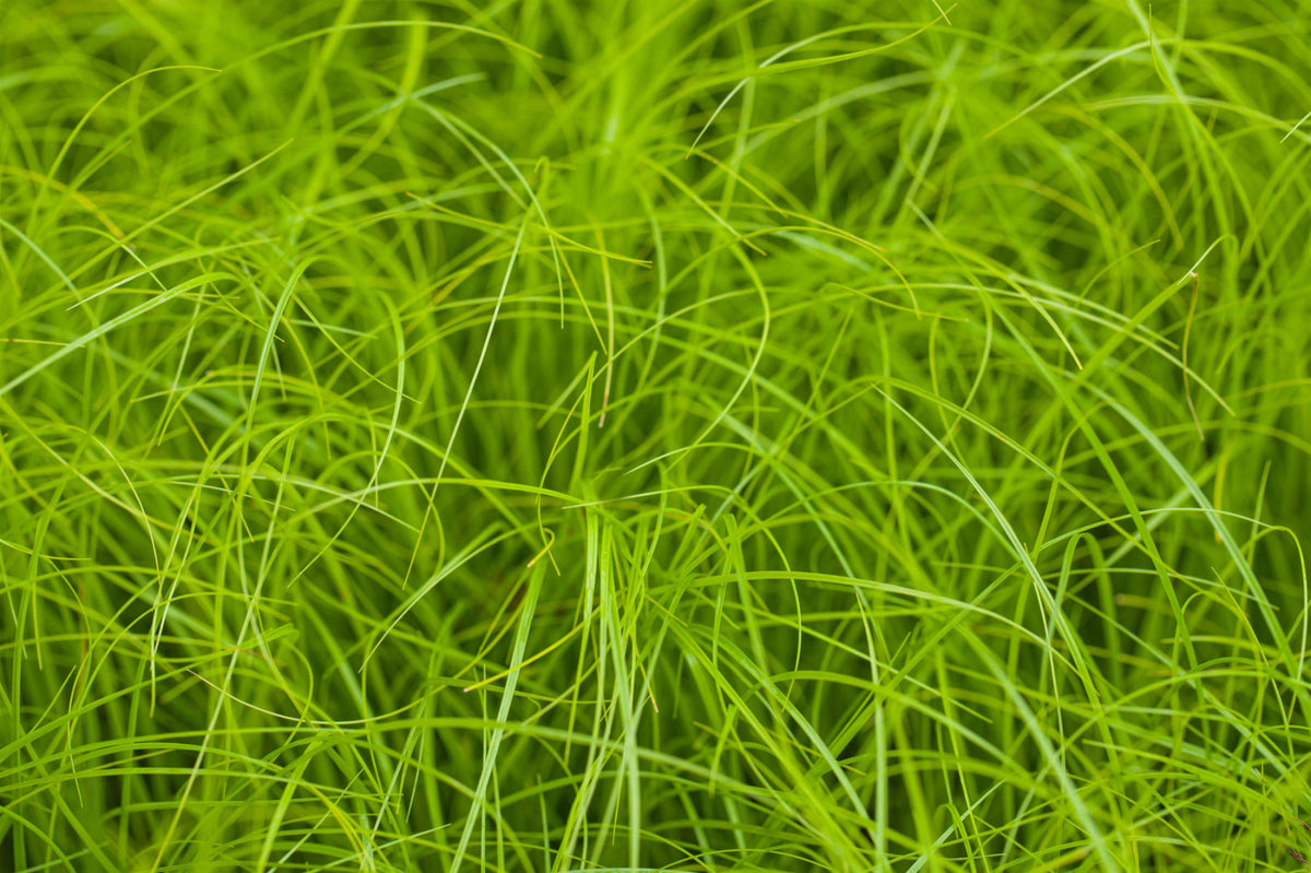 Carex remota (Winkel-Segge) hier günstig kaufen – Mitteldeutsche ...